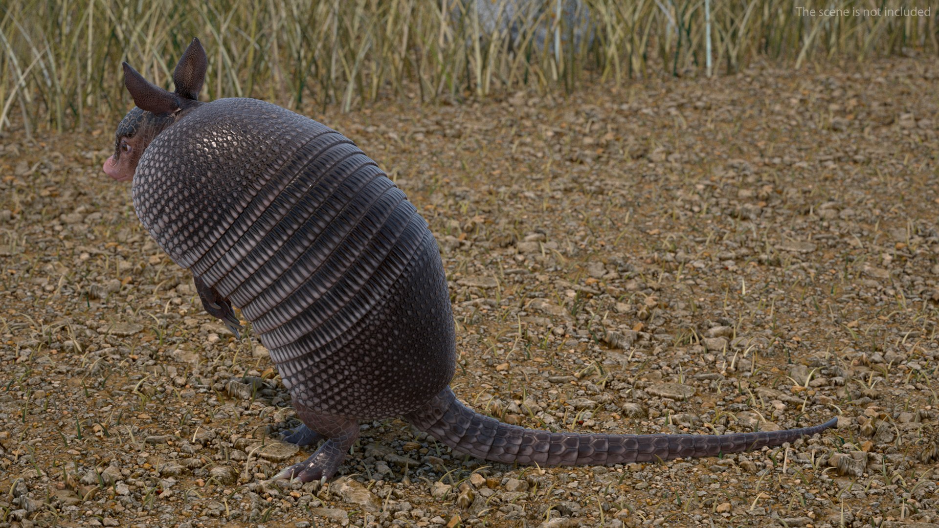 3D Model Armadillo Black Rigged For Maya - TurboSquid 2253165