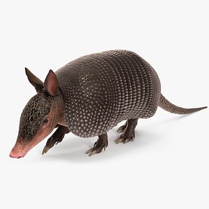 3D Armadillo Models - Browse & Download Formats - TurboSquid