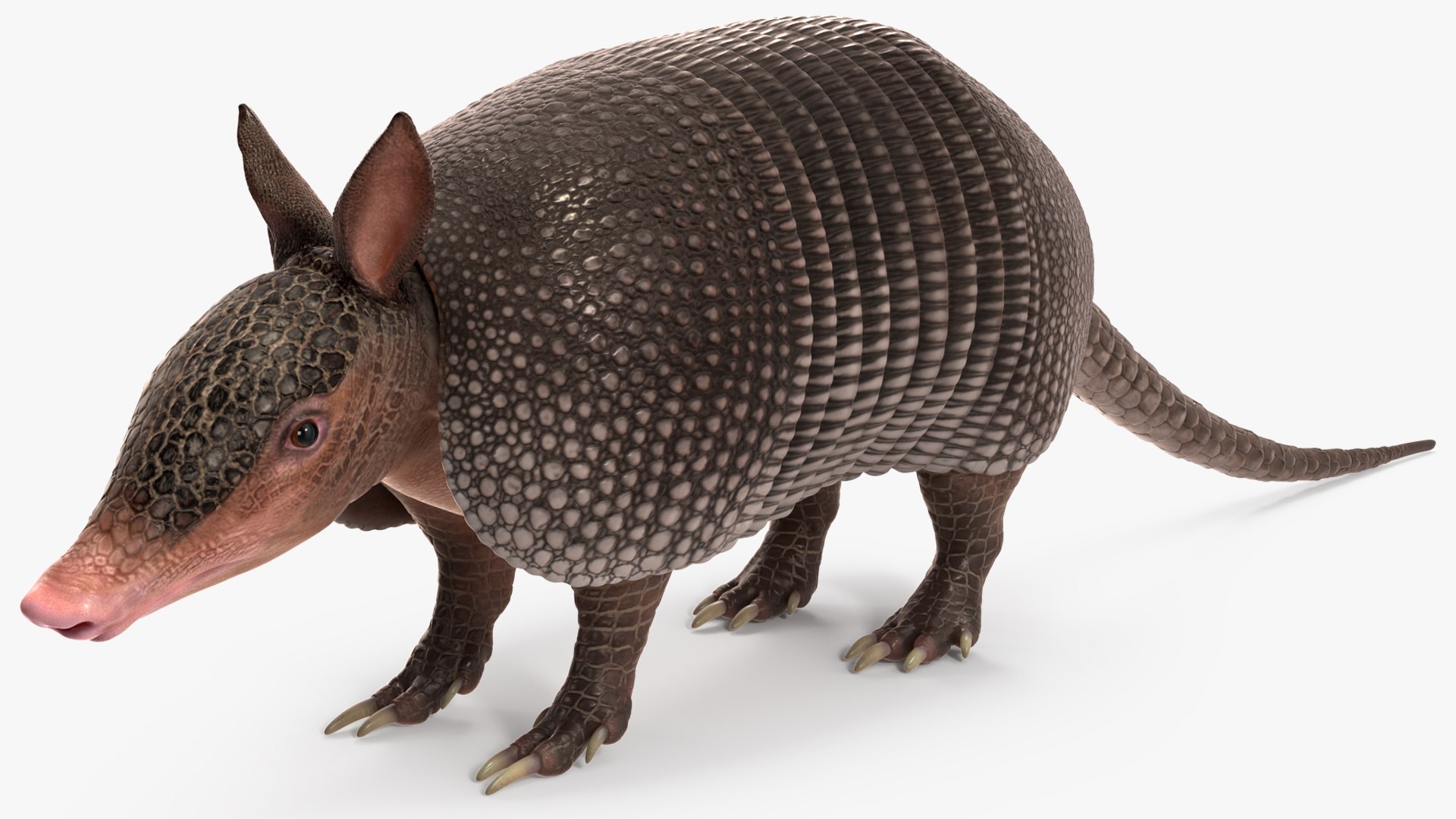 3D Model Armadillo Black Rigged For Maya - TurboSquid 2253165