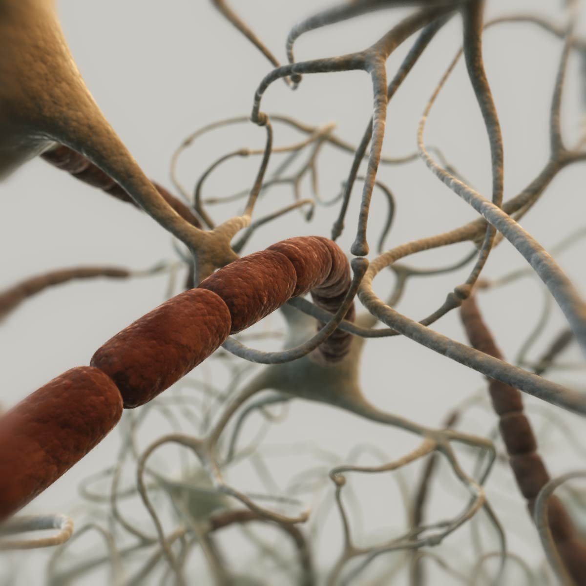 3d neural neurons model