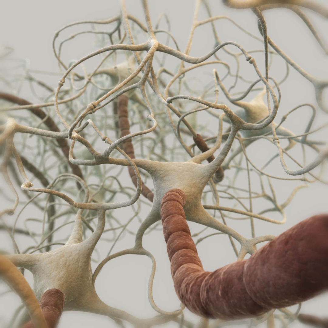 3d neural neurons model