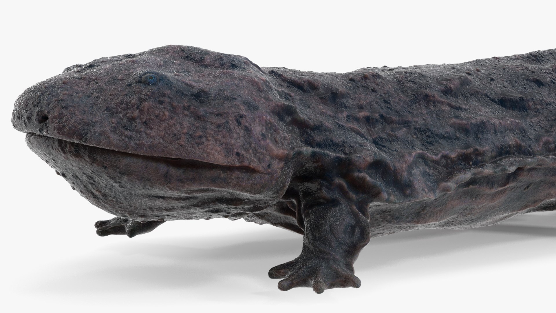 3D Salamander Dark Wet - TurboSquid 2232367