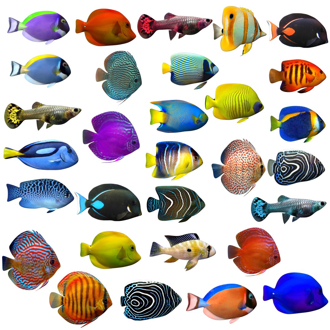 3D fish aquarium model - TurboSquid 1255203