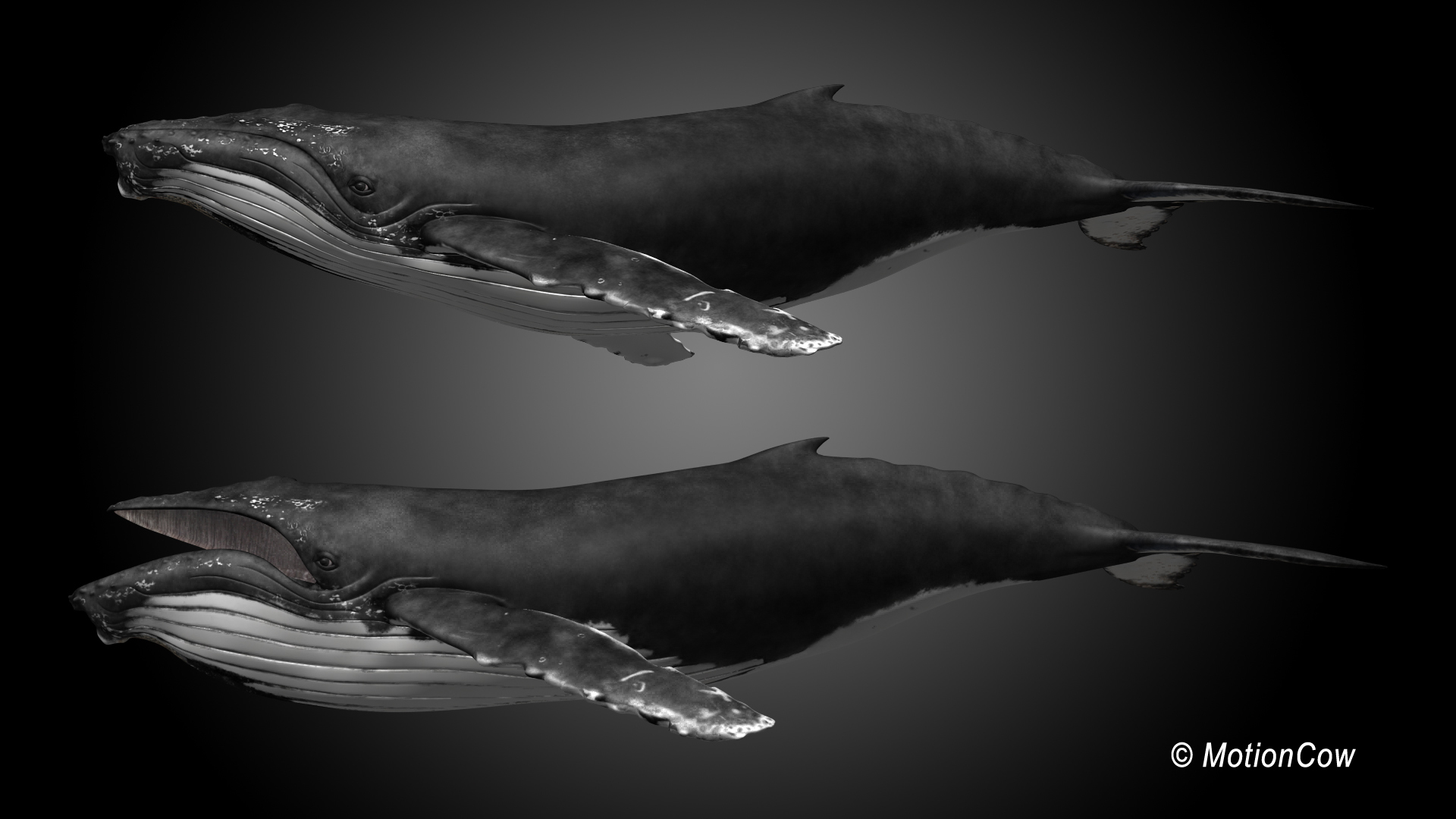 3d humpback whale hump