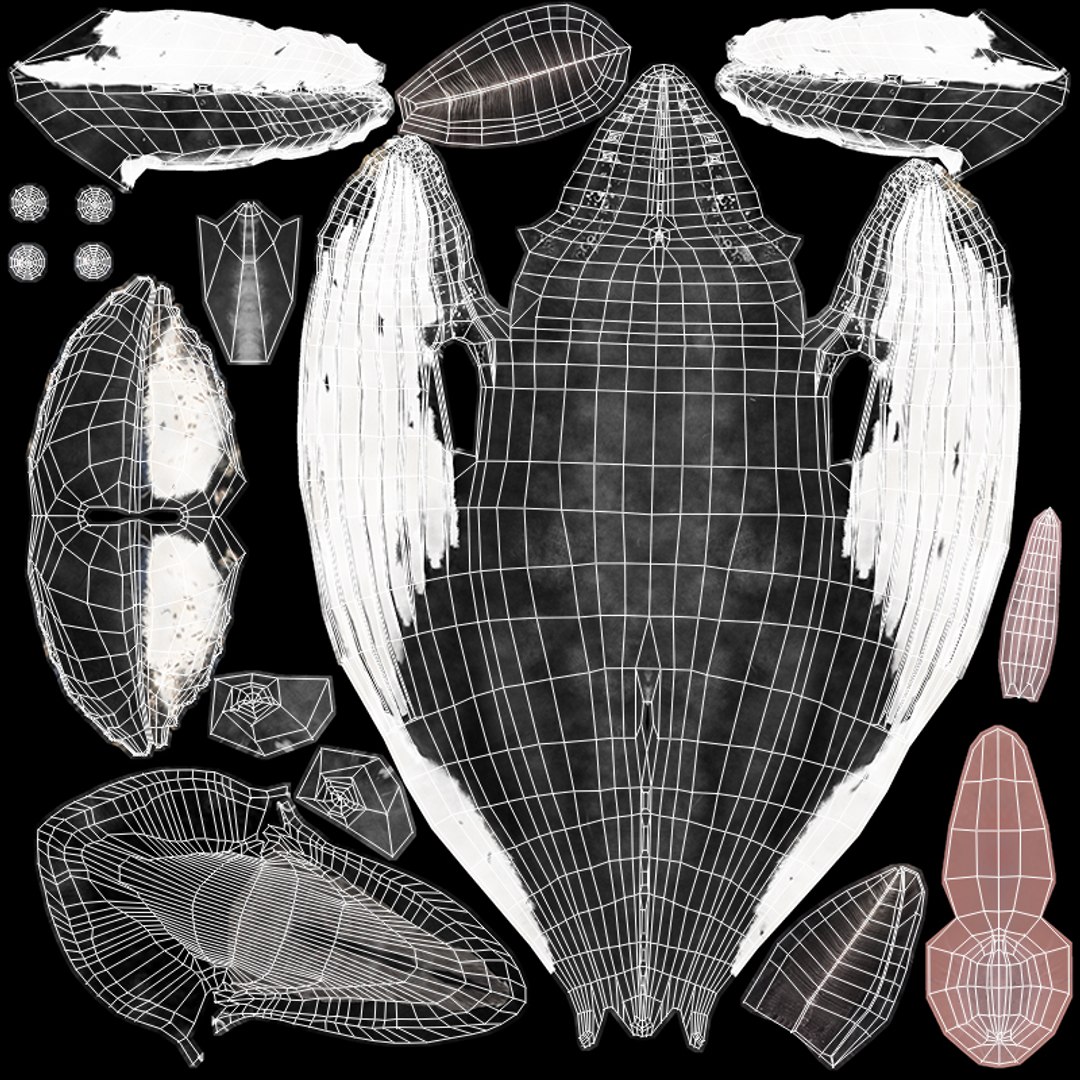 3d Humpback Whale Hump