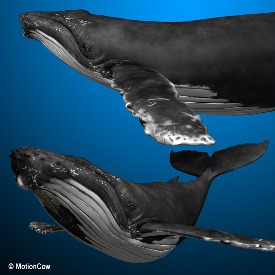3d Humpback Whale Hump