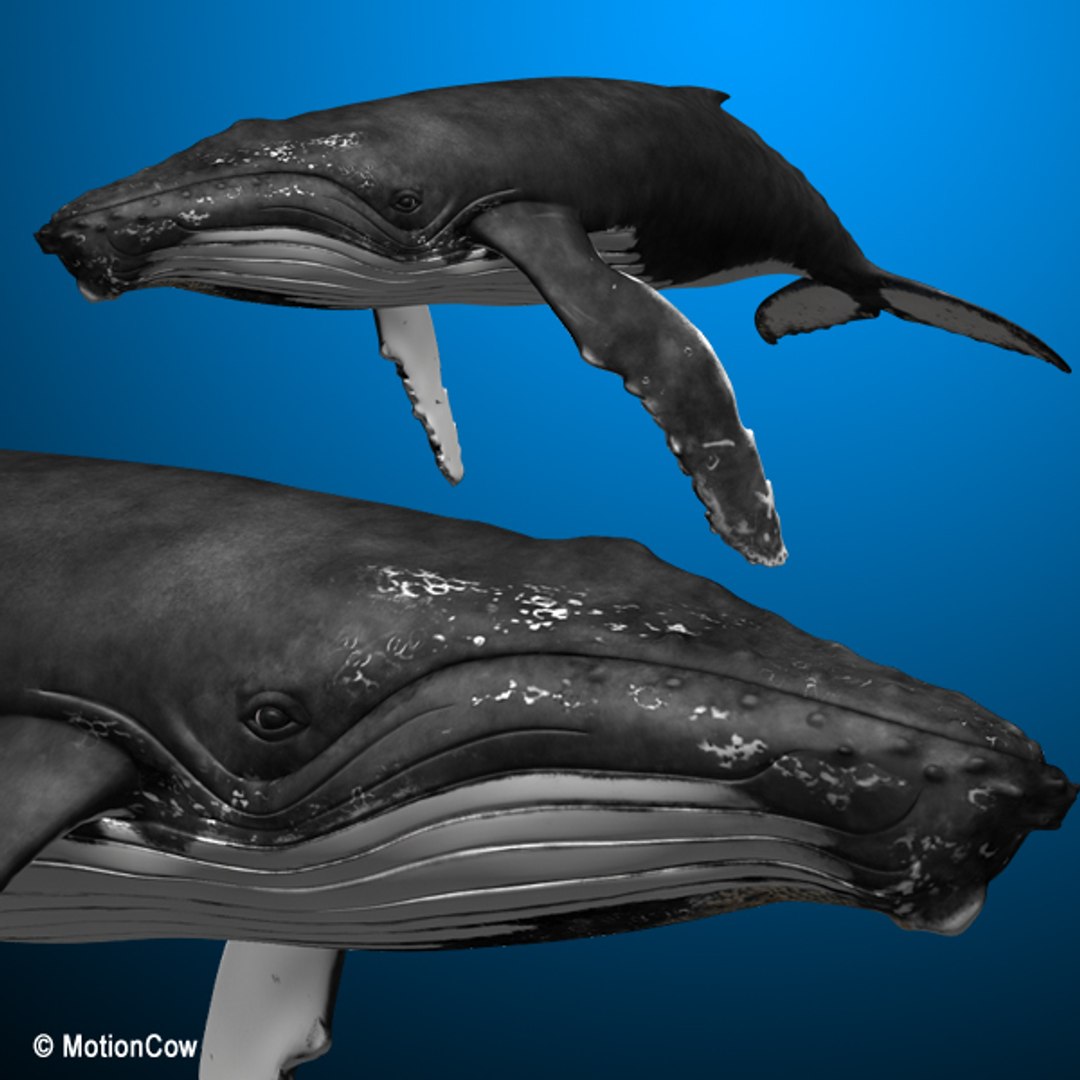 3d Humpback Whale Hump