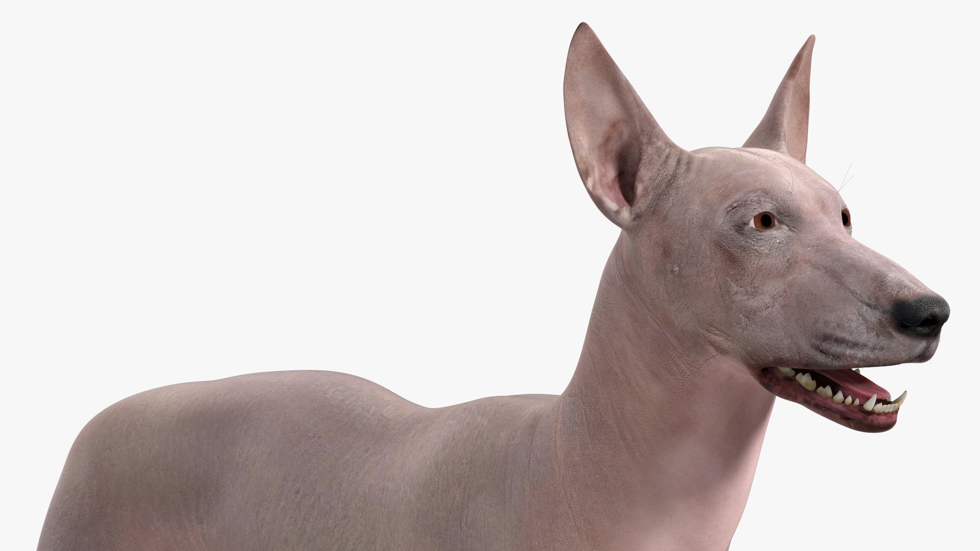 3D Xolo Hairless Mexican Dog Fawn Rigged For Cinema 4D Model ...