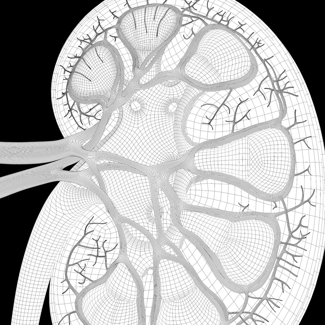 3D Kidney Anatomy - TurboSquid 1522807