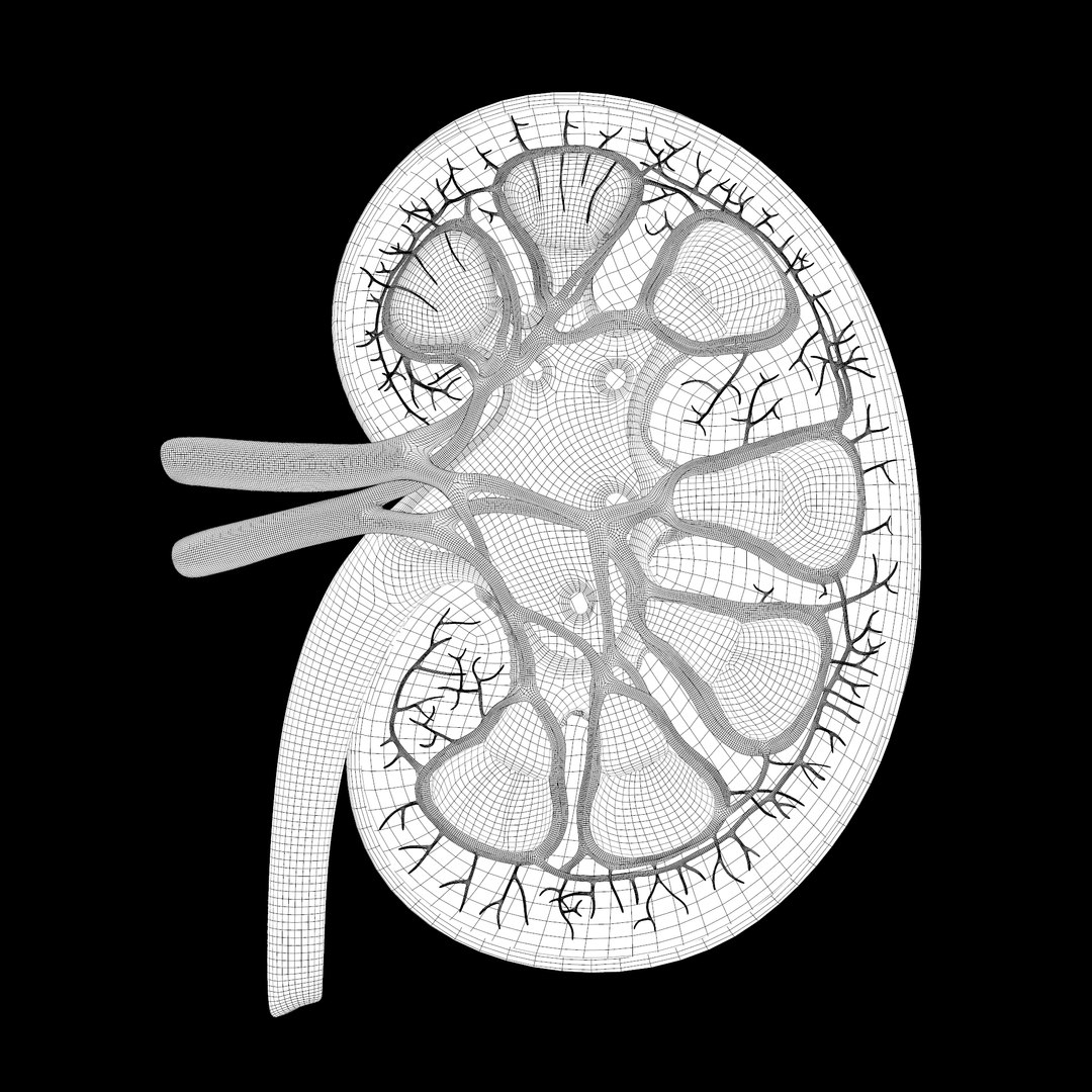 3D Kidney Anatomy - TurboSquid 1522807