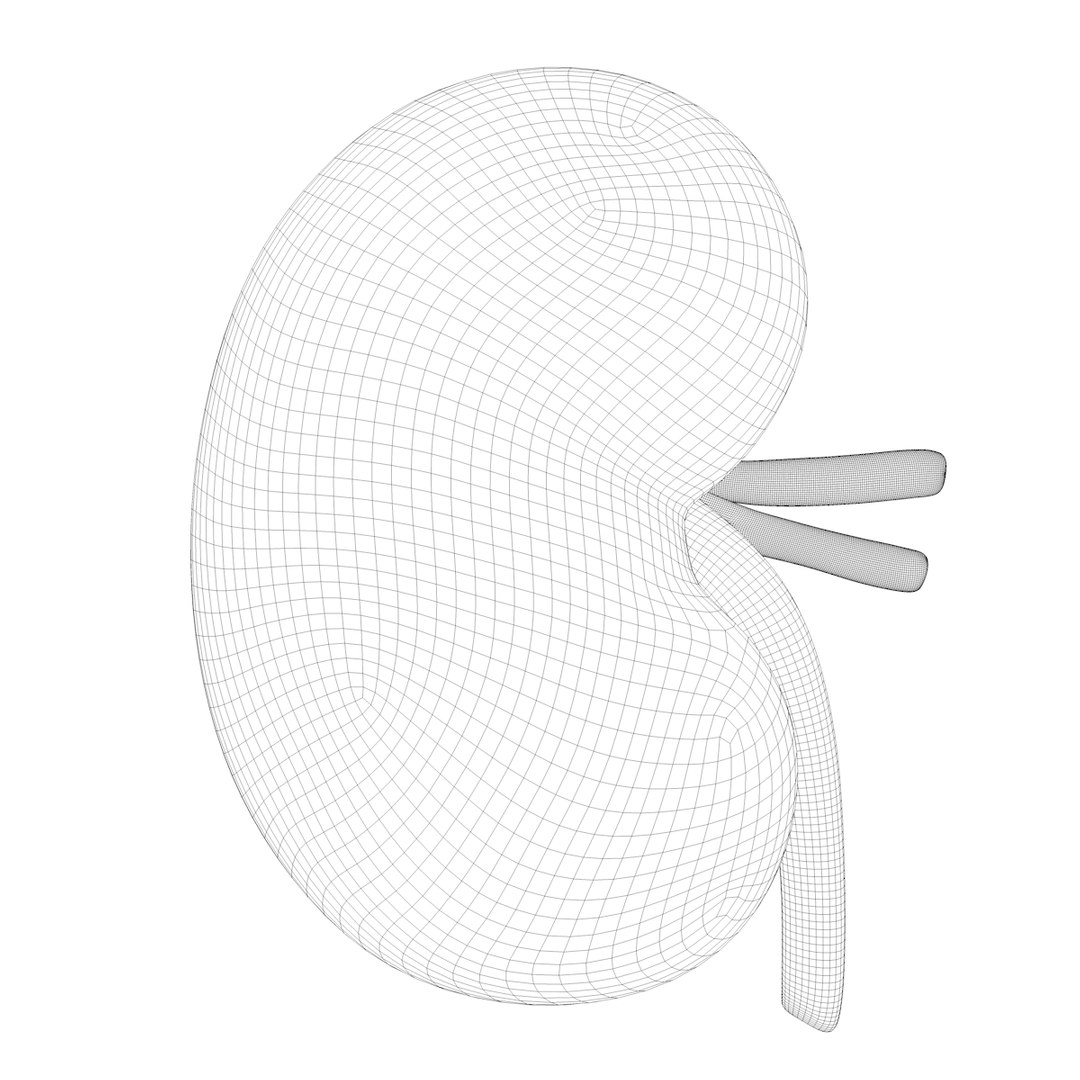 3D Kidney Anatomy - TurboSquid 1522807