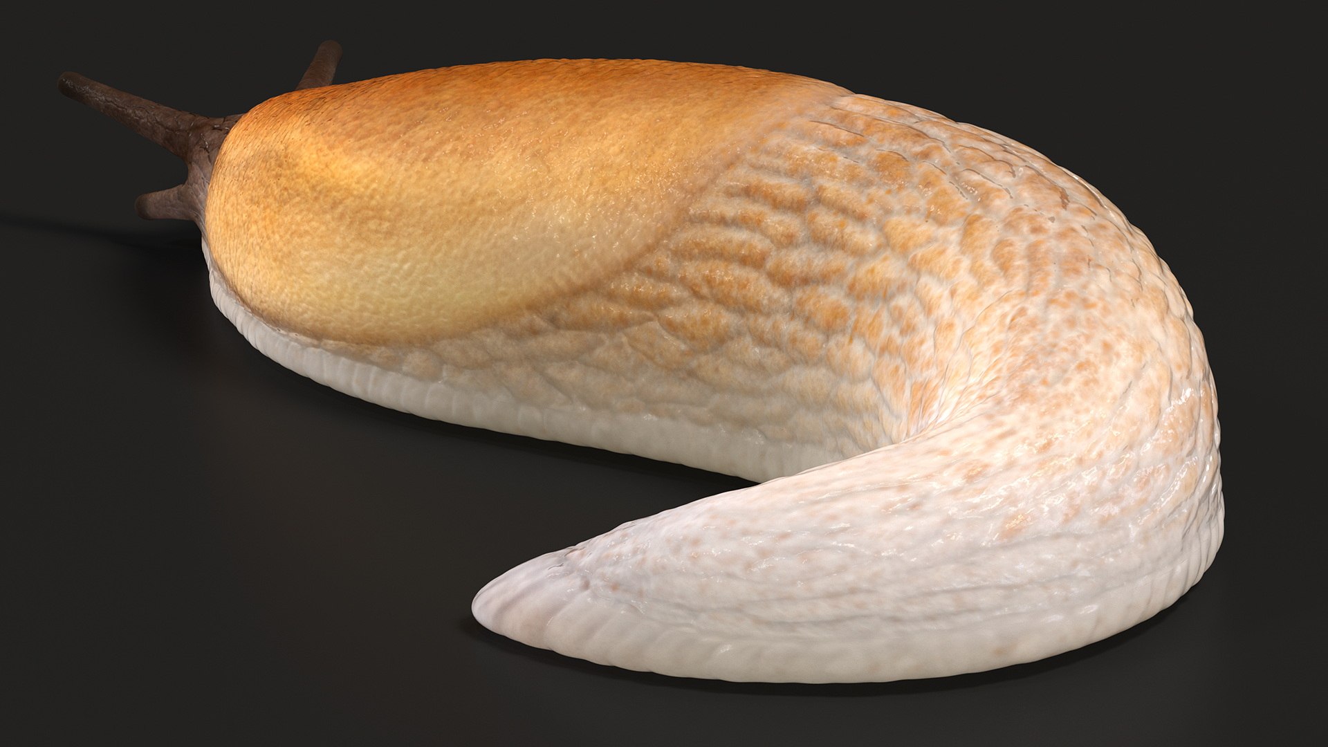 Slug Arion Lusitanicus Crawling Model - TurboSquid 2016279