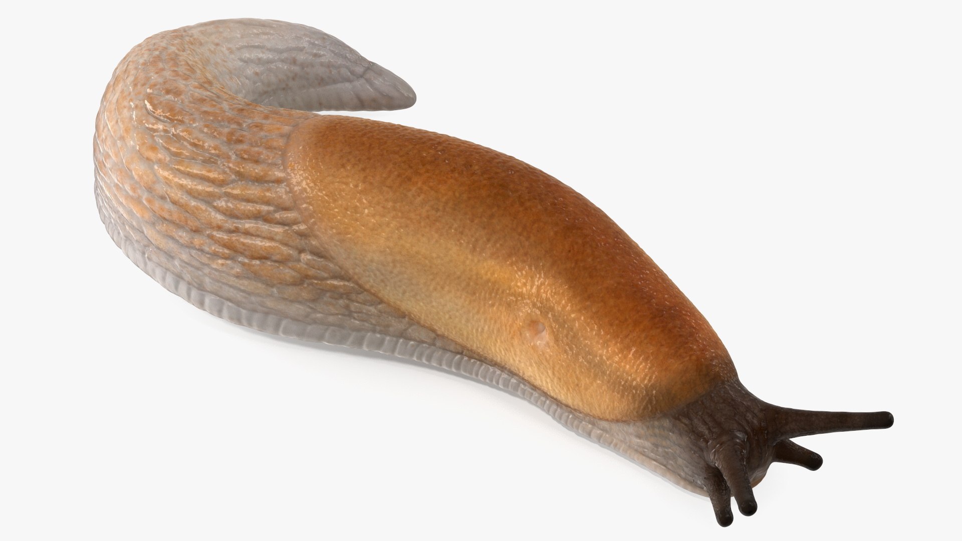 Slug Arion Lusitanicus Crawling Model - TurboSquid 2016279