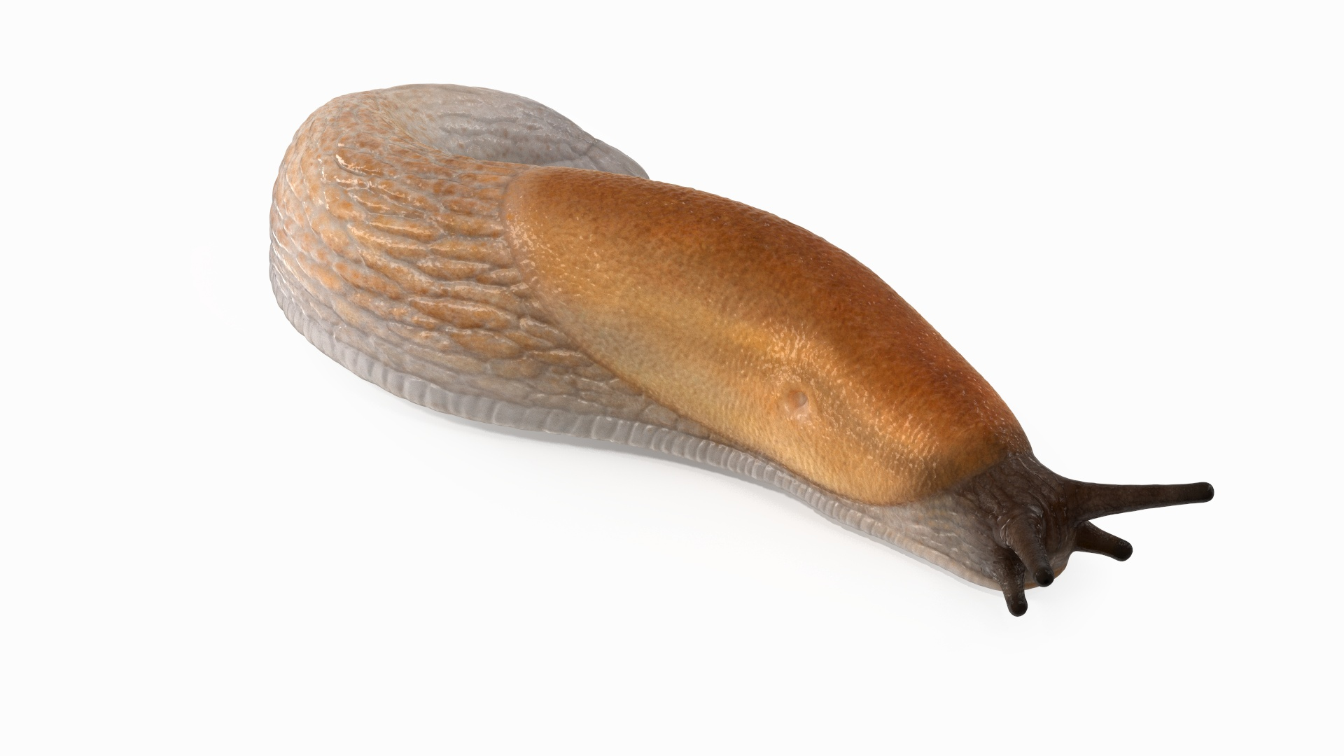 Slug Arion Lusitanicus Crawling Model - TurboSquid 2016279