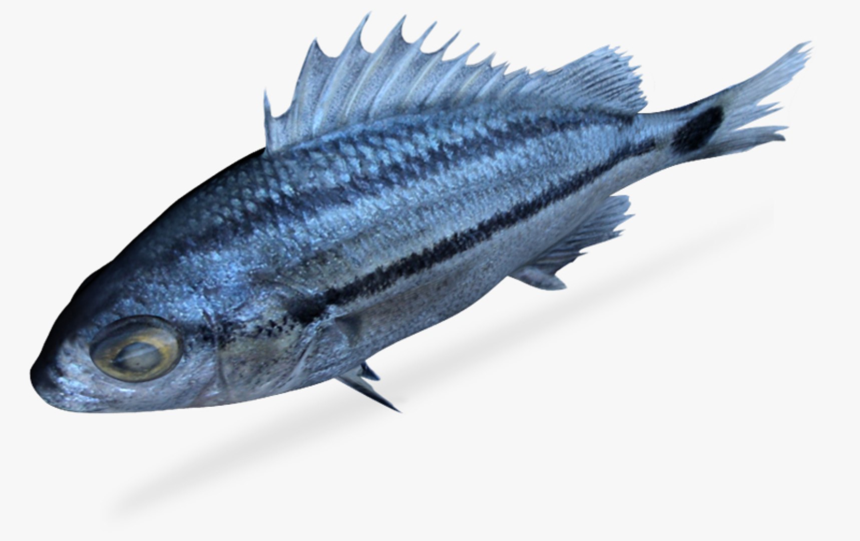 3d silvergray grunt