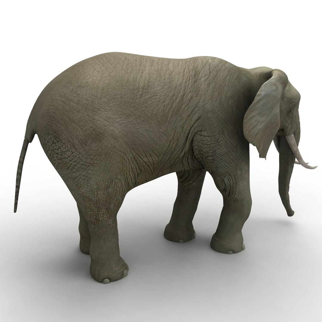 Max Elephant Animation