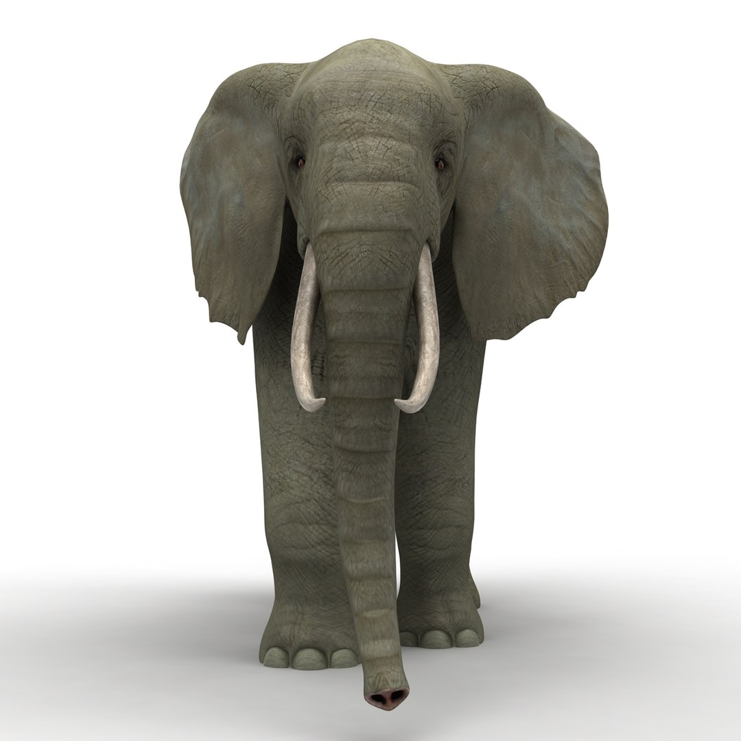 Max Elephant Animation