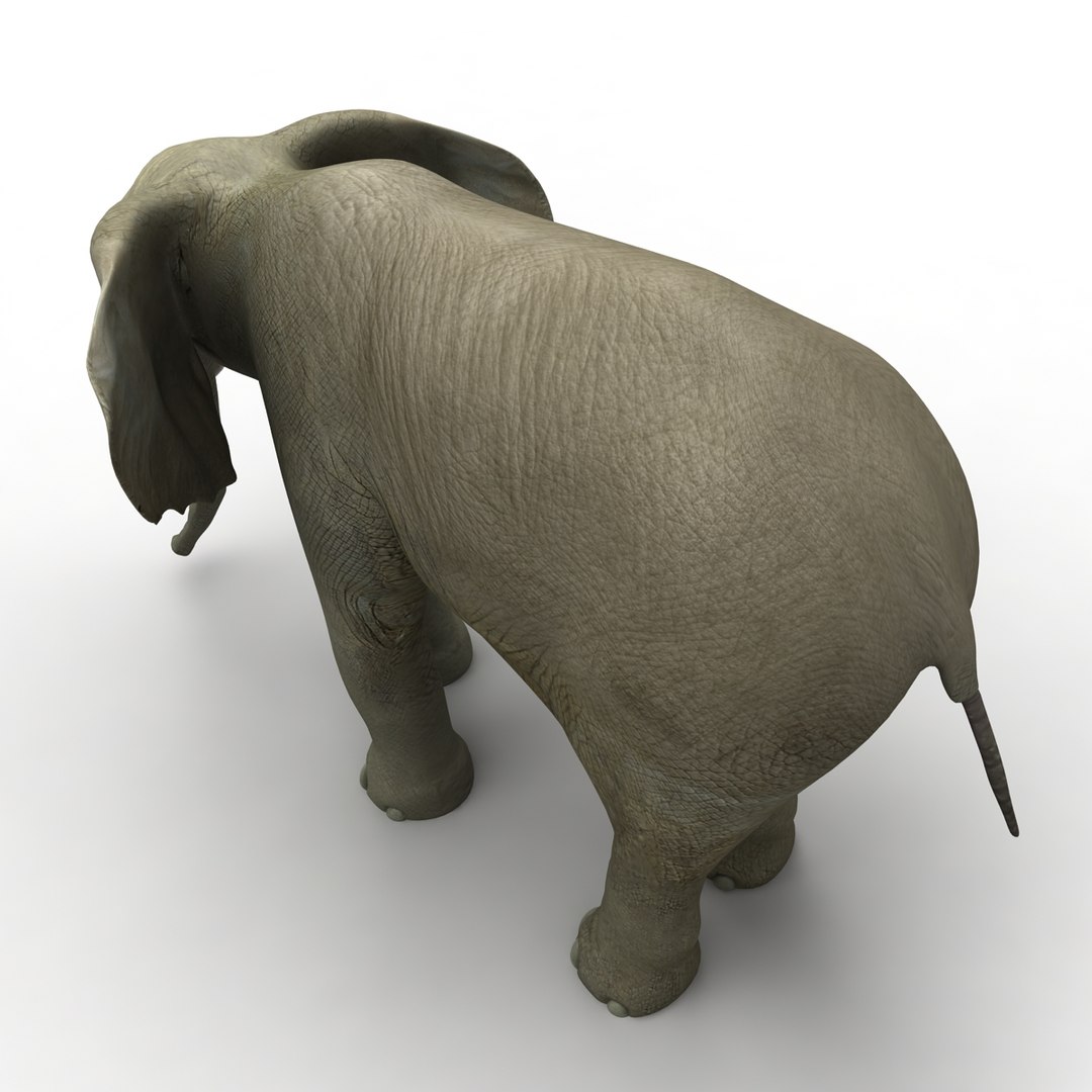 Max Elephant Animation