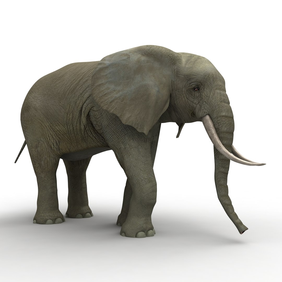 Max Elephant Animation
