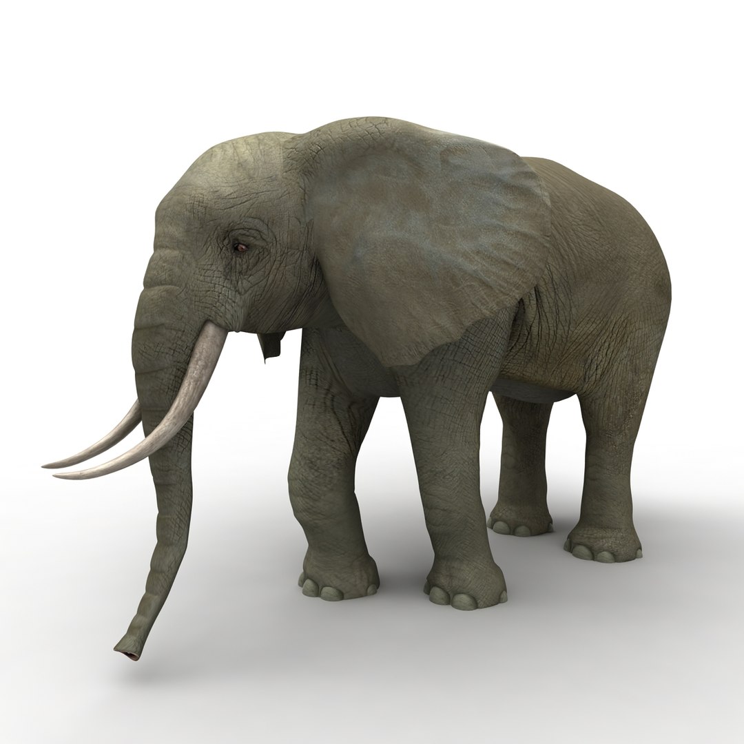 Max Elephant Animation