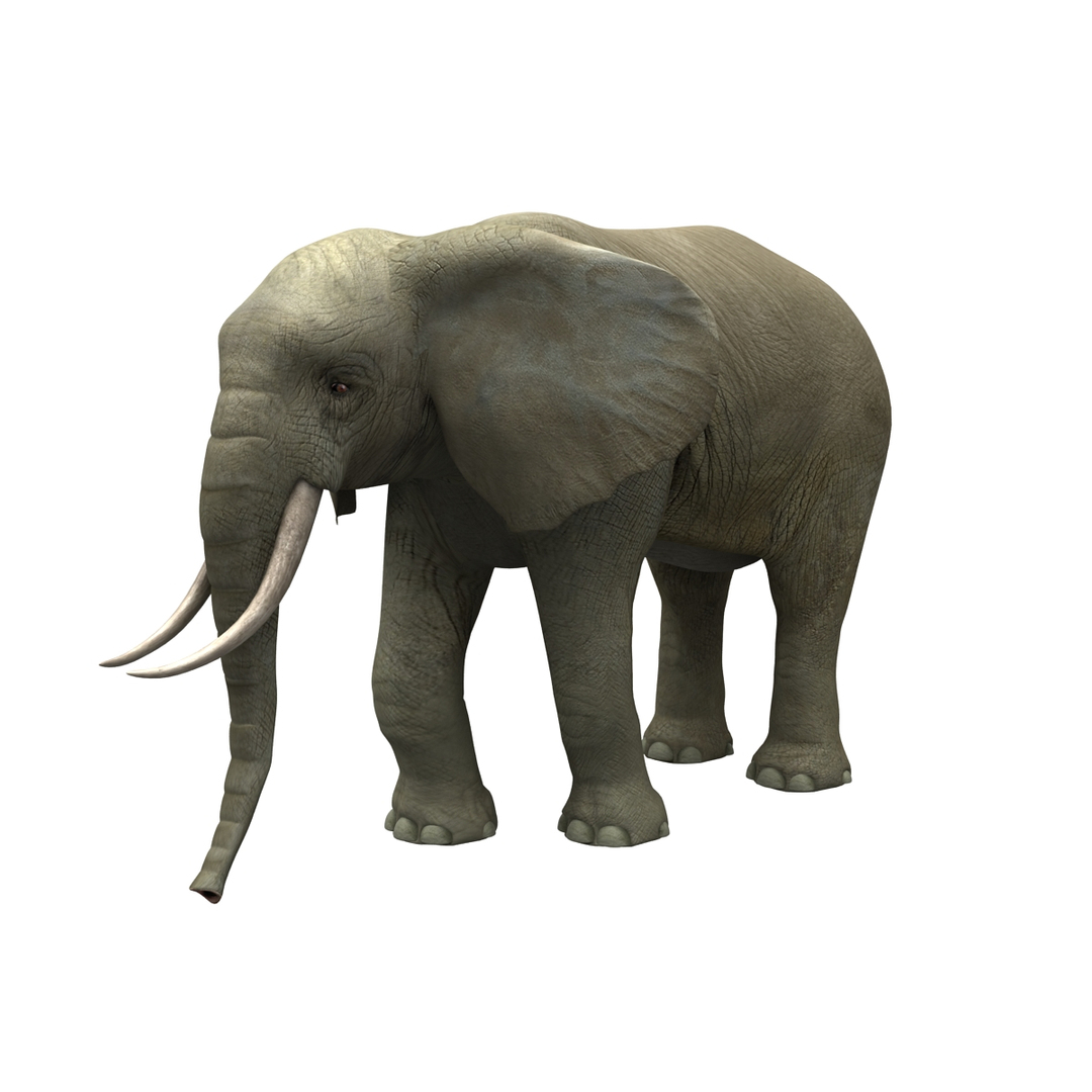 Max Elephant Animation