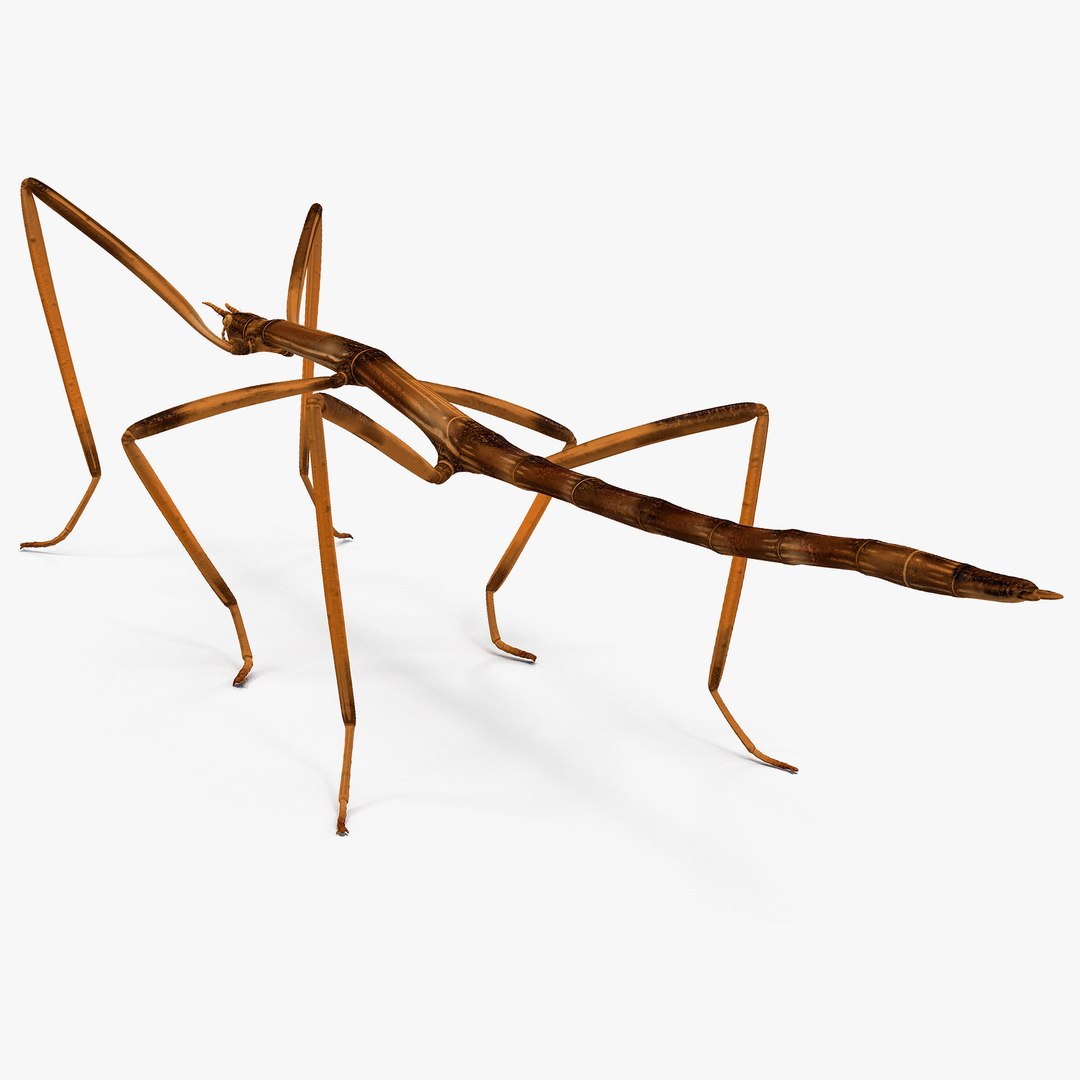 Stick insect brown rigged 3D - TurboSquid 1520339