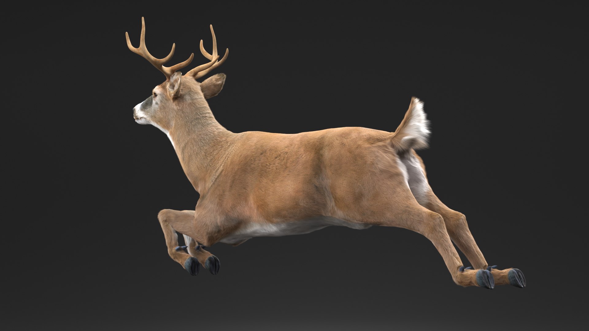 3D Whitetail Deer Running Pose Fur For Cinema 4D Model - TurboSquid 2399348