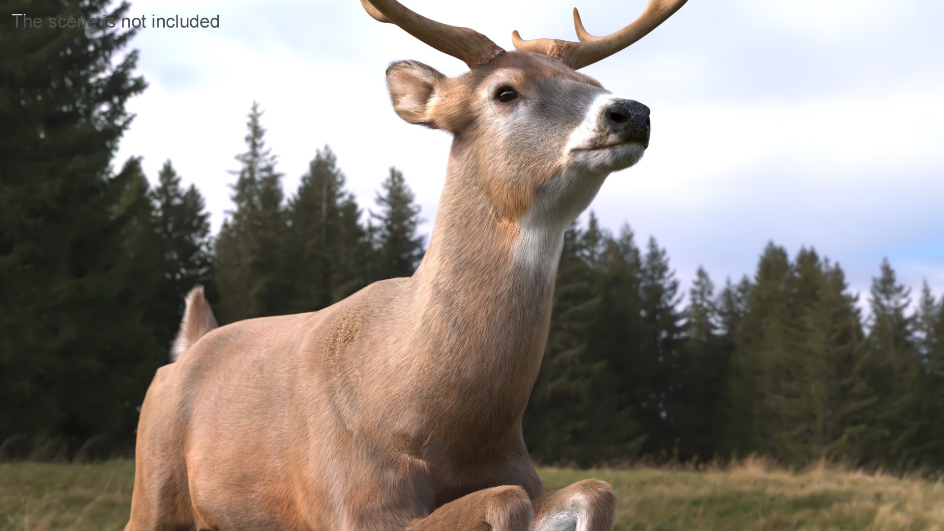 3D Whitetail Deer Running Pose Fur For Cinema 4D Model - TurboSquid 2399348