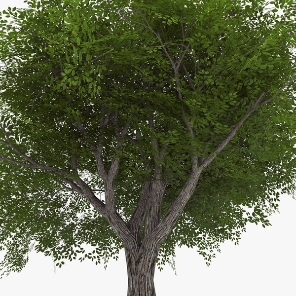 3d deciduous 020 model