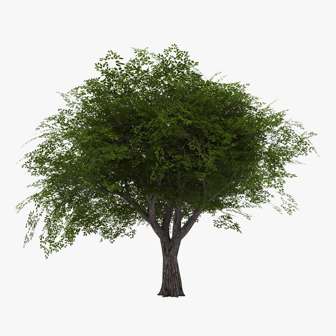 3d deciduous 020 model