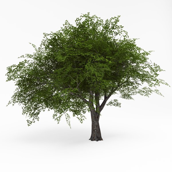 3d deciduous 020 model