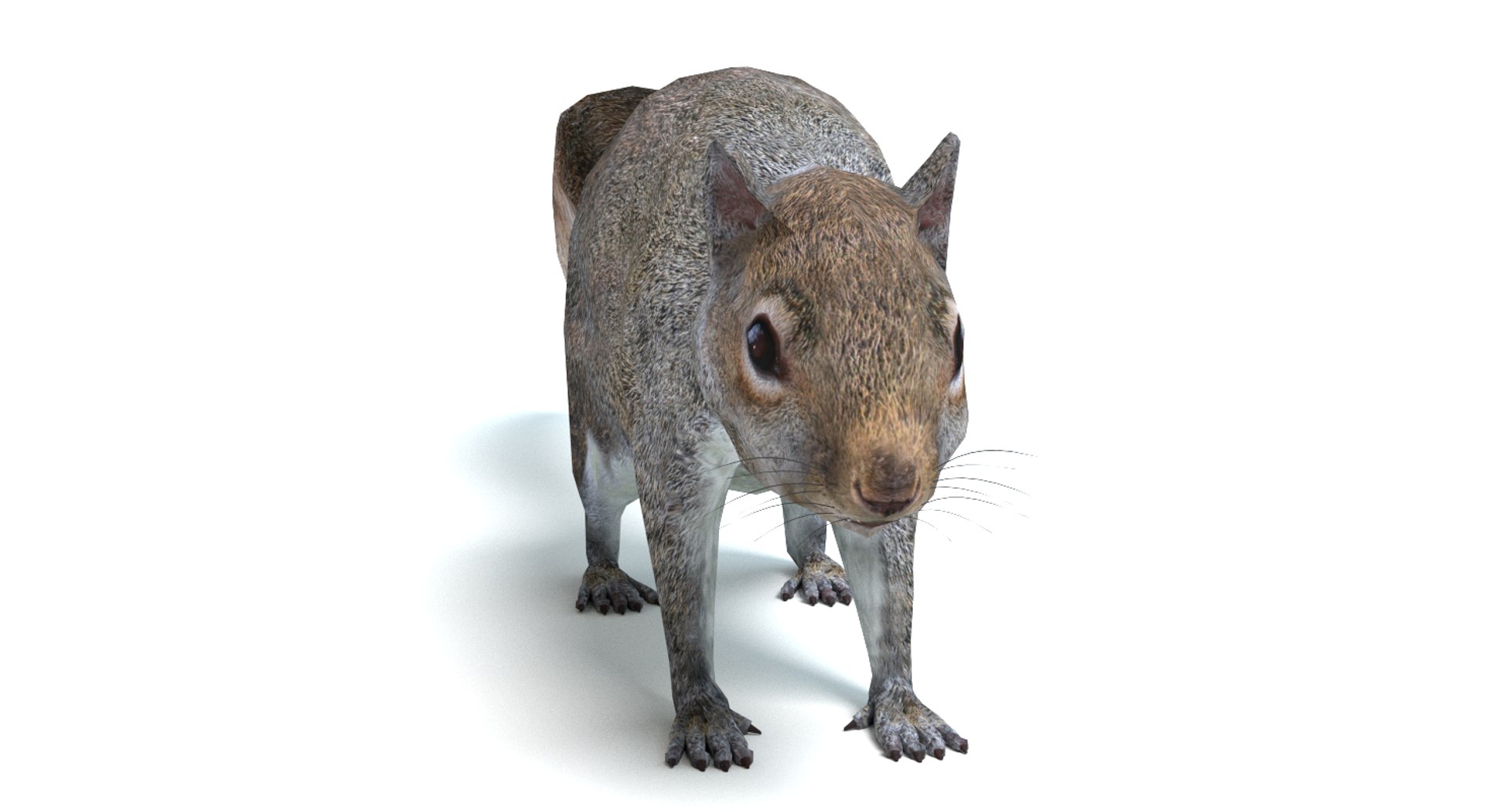 Squirrel 3d Model