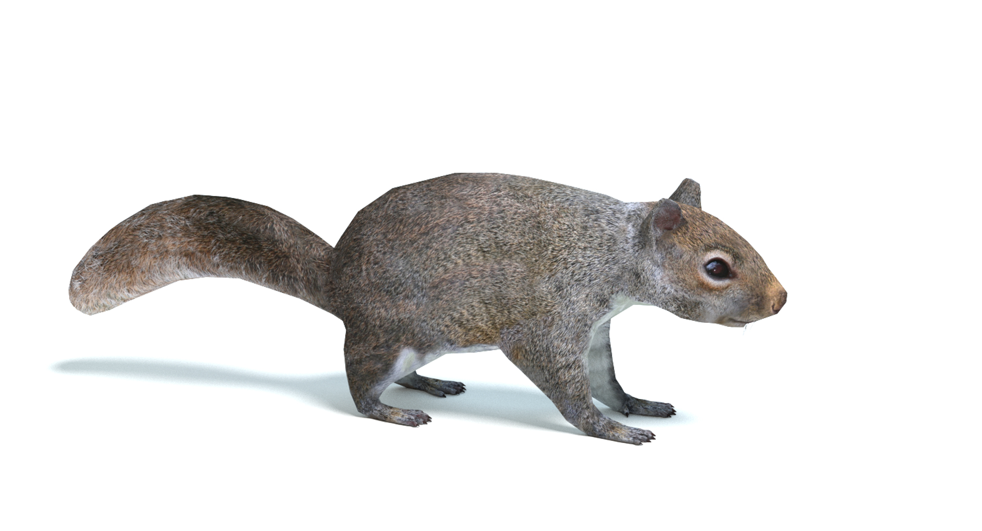 Squirrel 3d Model