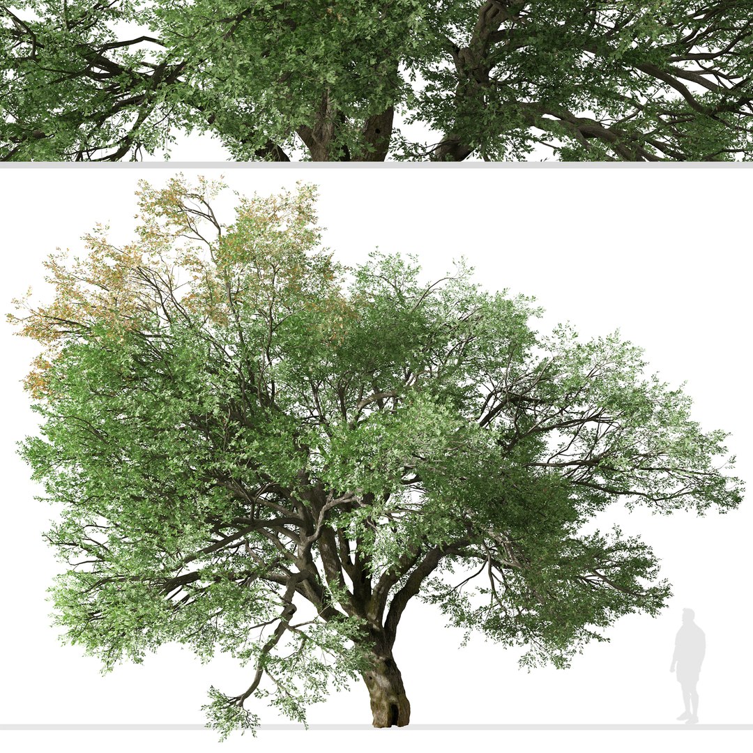 3D Model Valley Oak Or Quercus Lobata Tree - TurboSquid 1967220