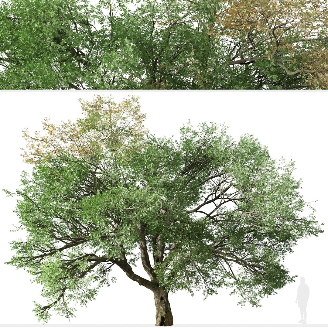 3D Model Valley Oak Or Quercus Lobata Tree - TurboSquid 1967220