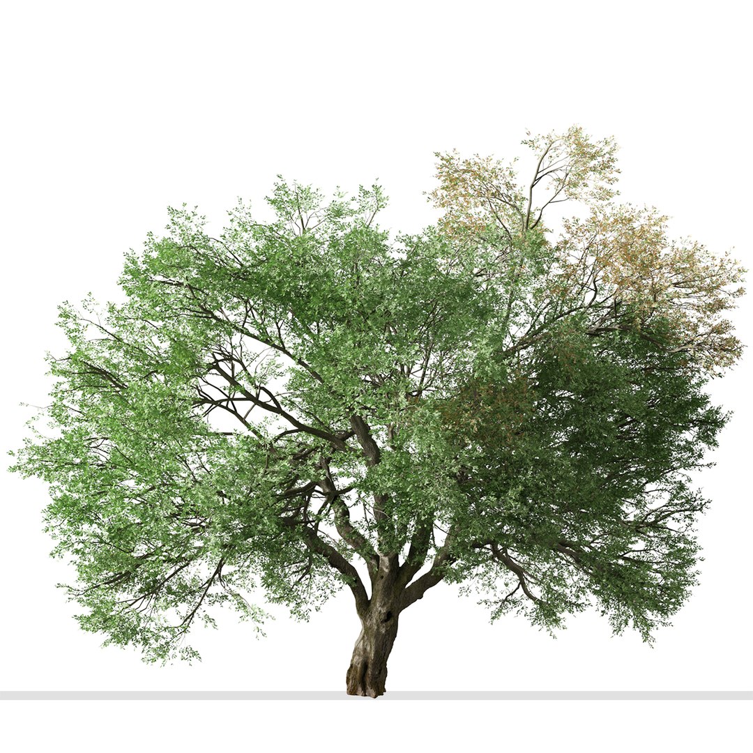 3D Model Valley Oak Or Quercus Lobata Tree - TurboSquid 1967220