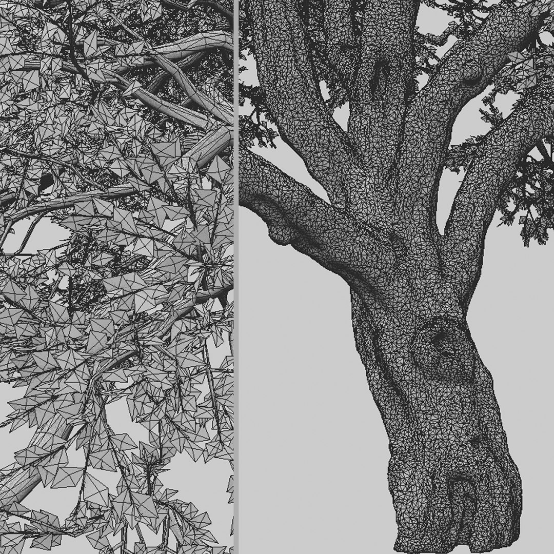 3D Model Valley Oak Or Quercus Lobata Tree - TurboSquid 1967220