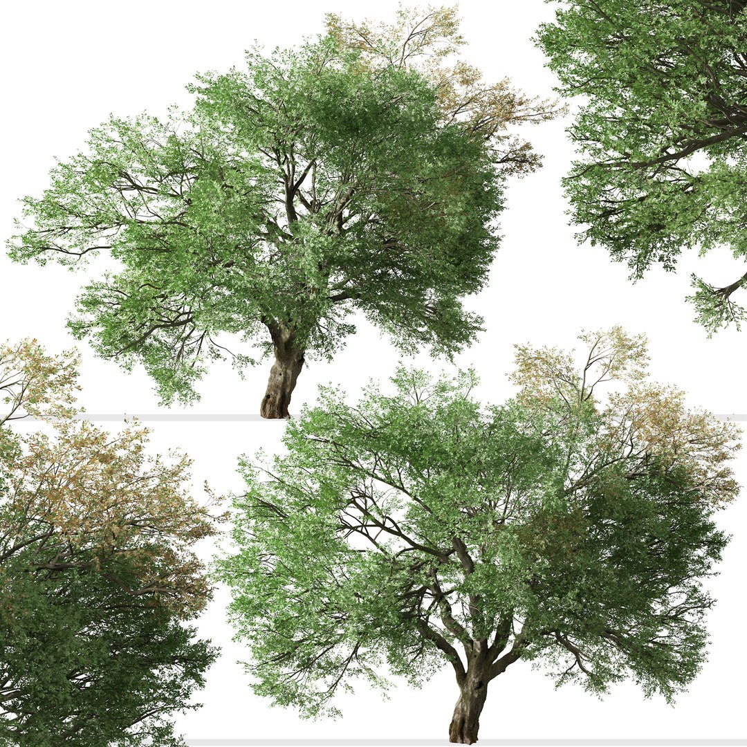 3D Model Valley Oak Or Quercus Lobata Tree - TurboSquid 1967220