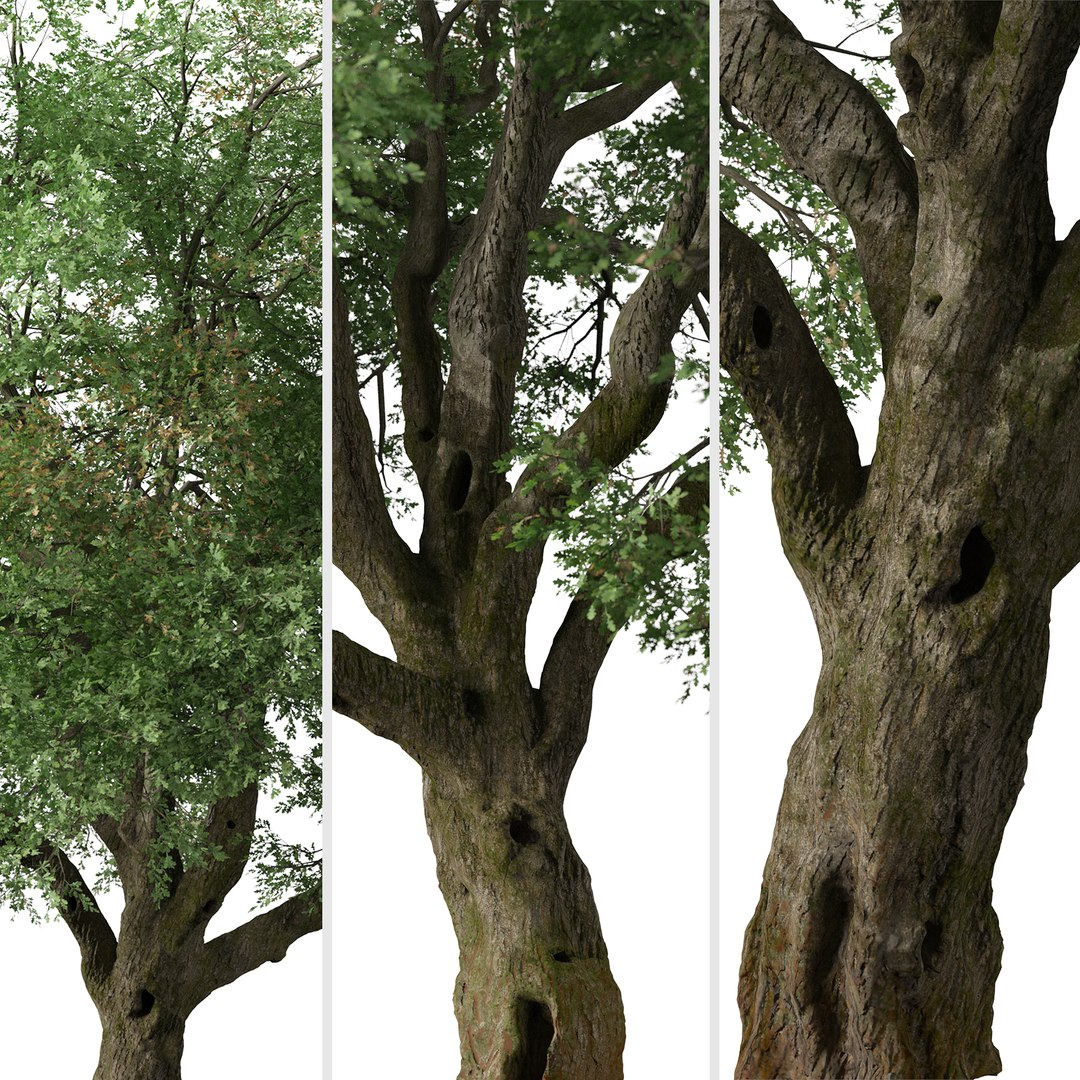 3D Model Valley Oak Or Quercus Lobata Tree - TurboSquid 1967220
