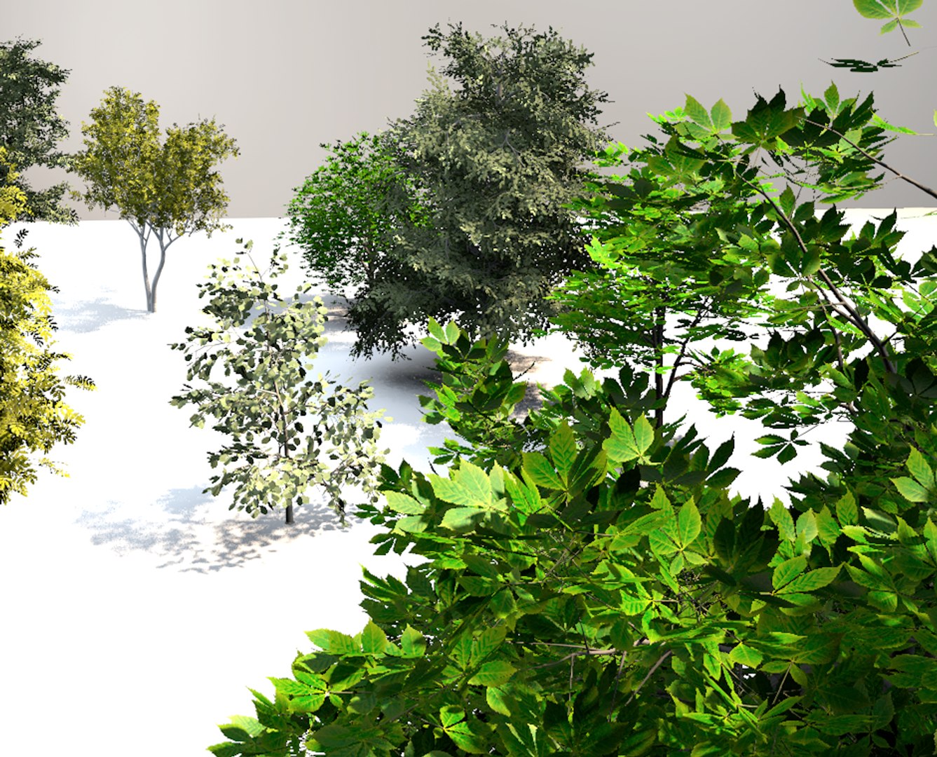 trees 3d c4d