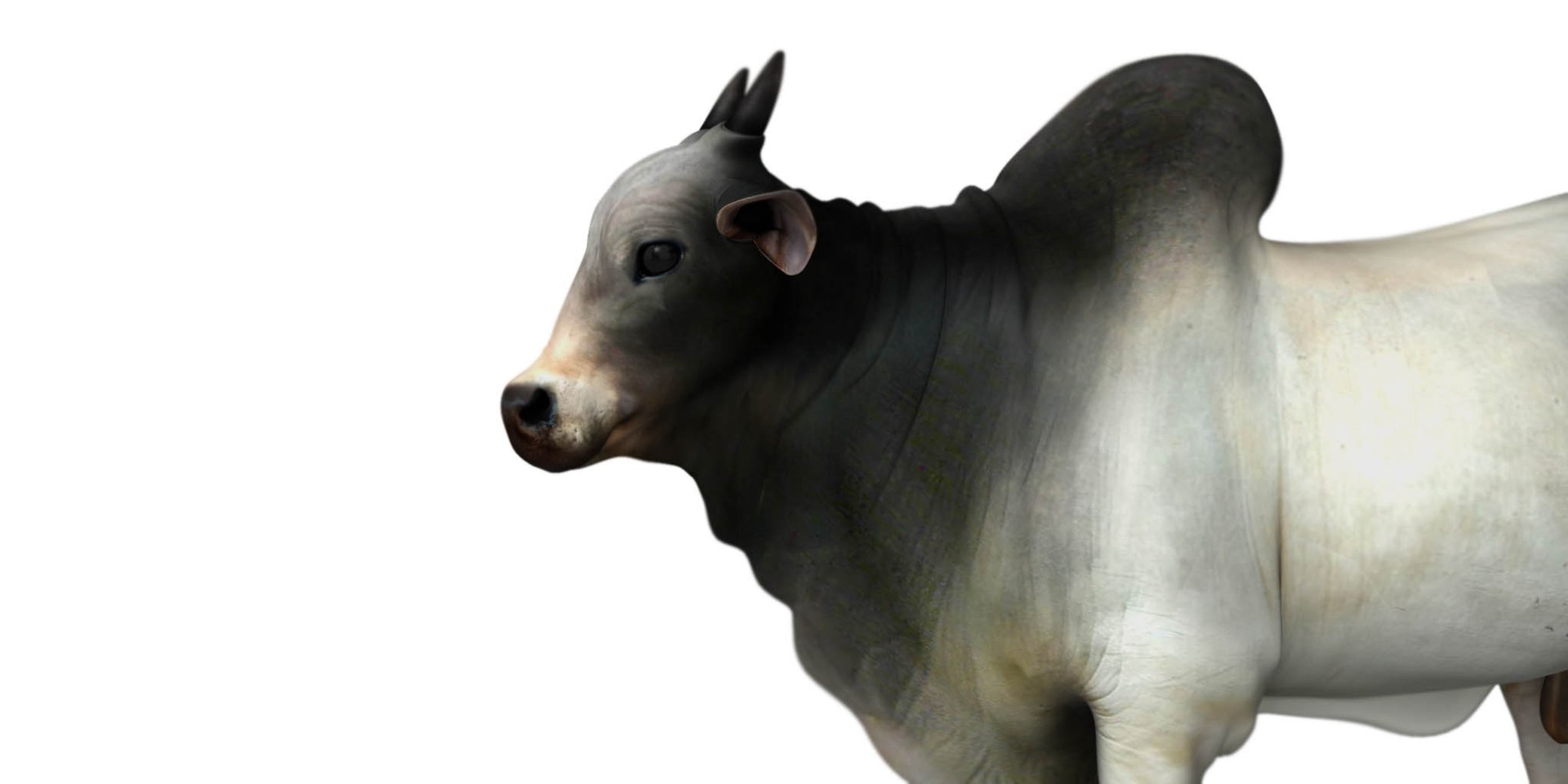 3D Bull - TurboSquid 1463184