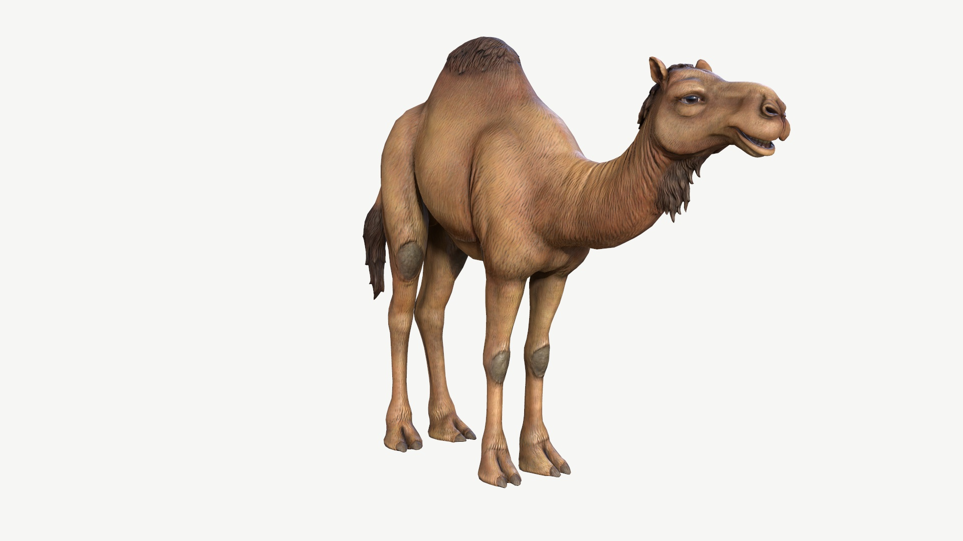 Dromedary Camel 3D model - TurboSquid 1985743
