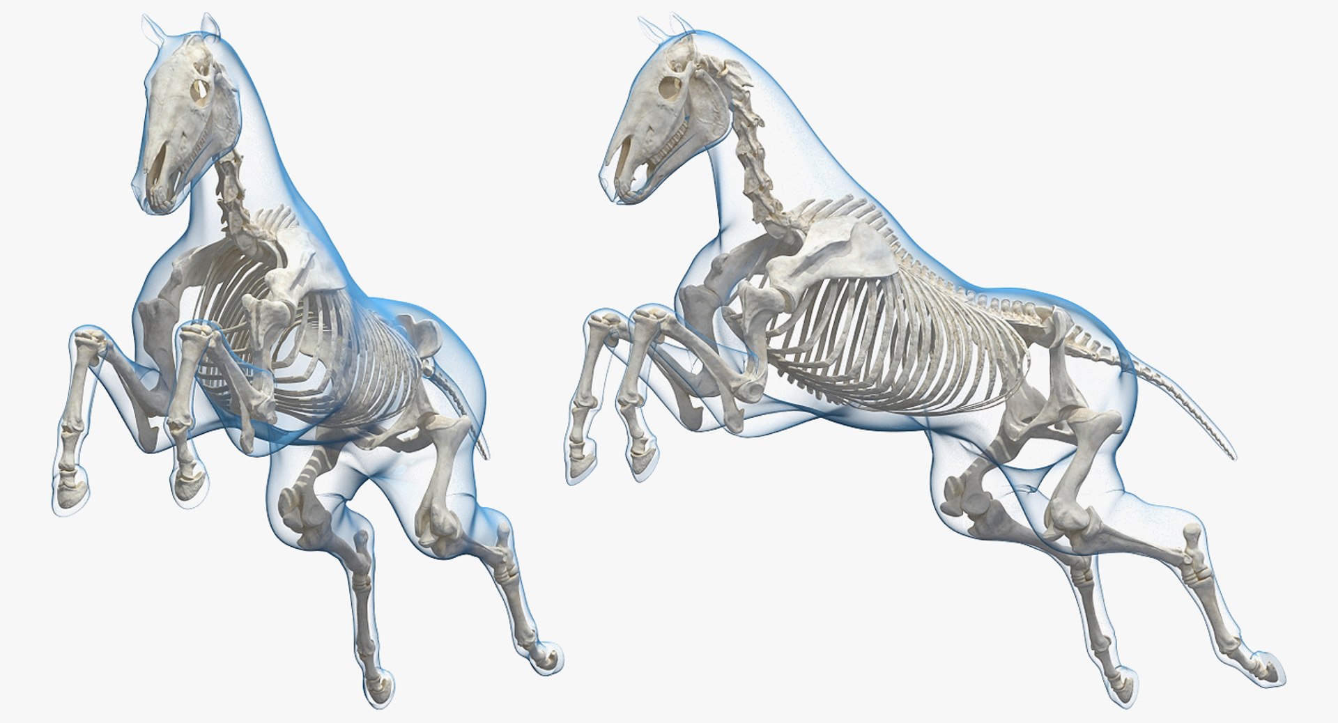 Horse skeleton rigged 3D model - TurboSquid 1582652