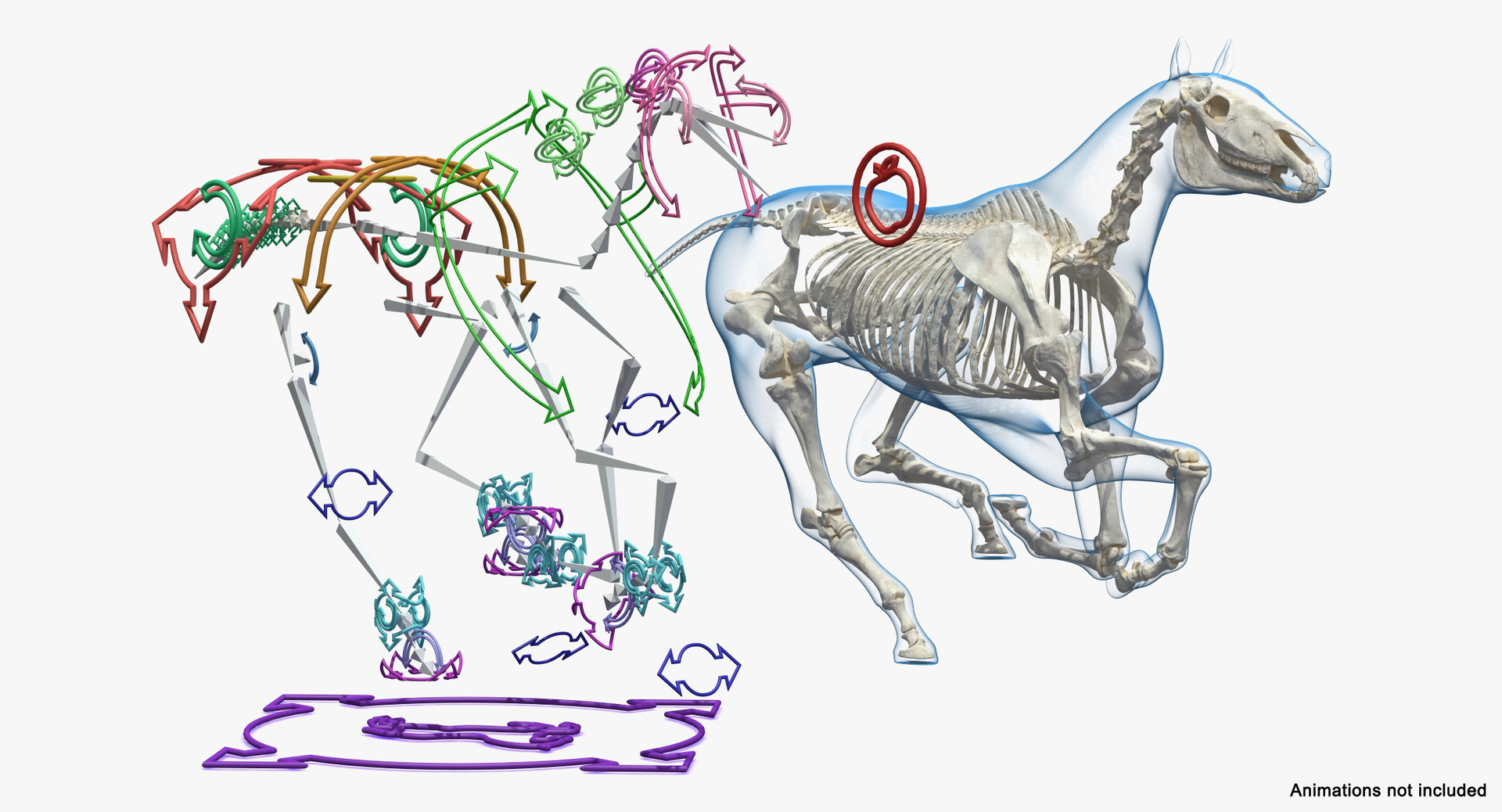 Horse skeleton rigged 3D model - TurboSquid 1582652