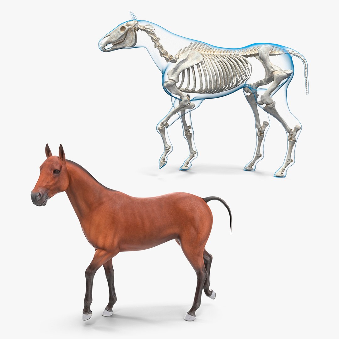 Horse skeleton rigged 3D model - TurboSquid 1582652