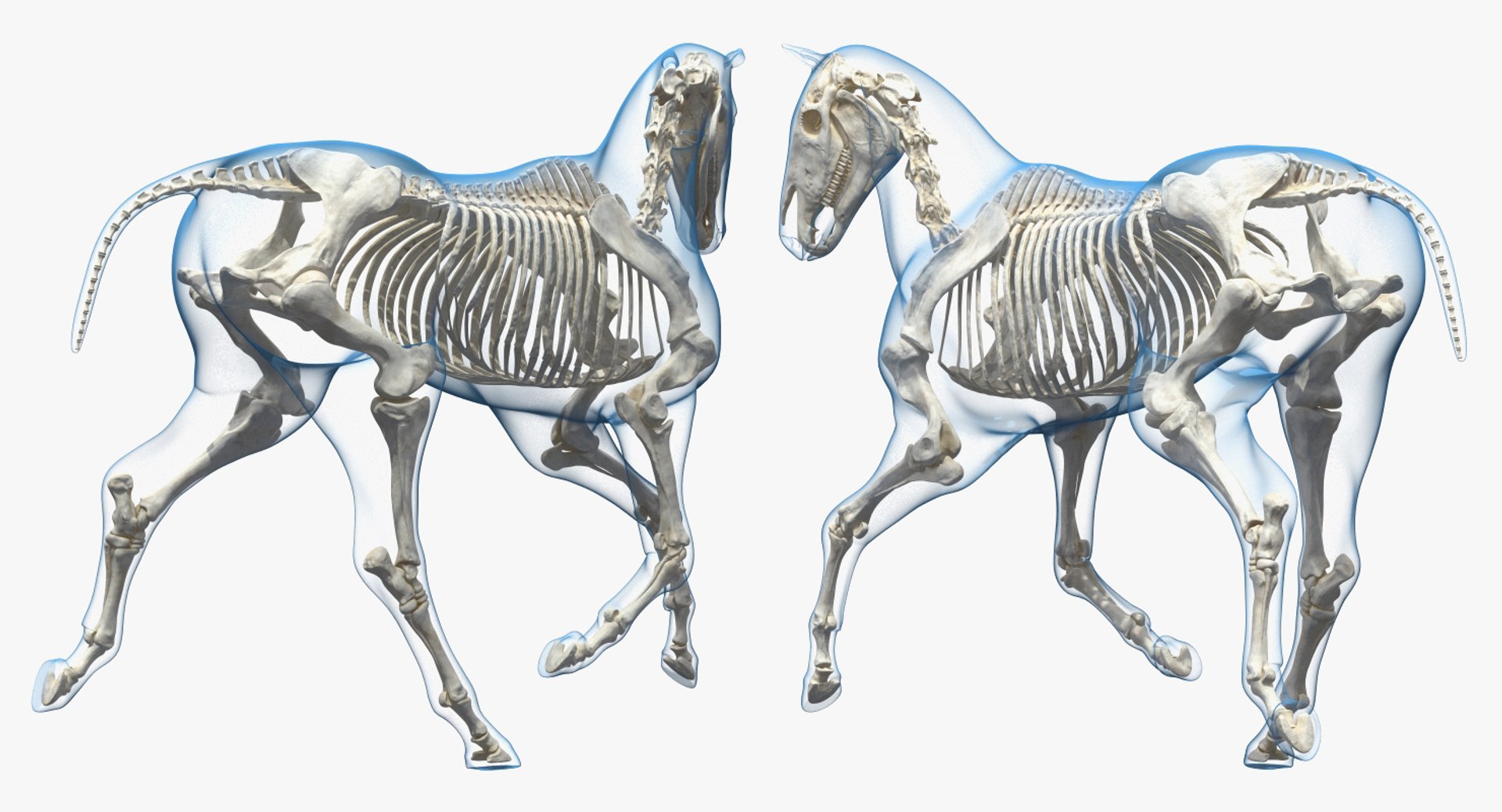 Horse skeleton rigged 3D model - TurboSquid 1582652