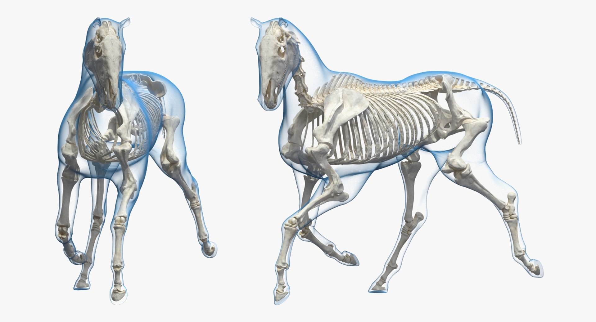 Horse skeleton rigged 3D model - TurboSquid 1582652