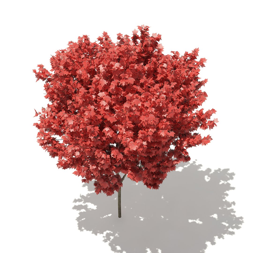 Red Maple Tree Acer 3D Model - TurboSquid 1176700