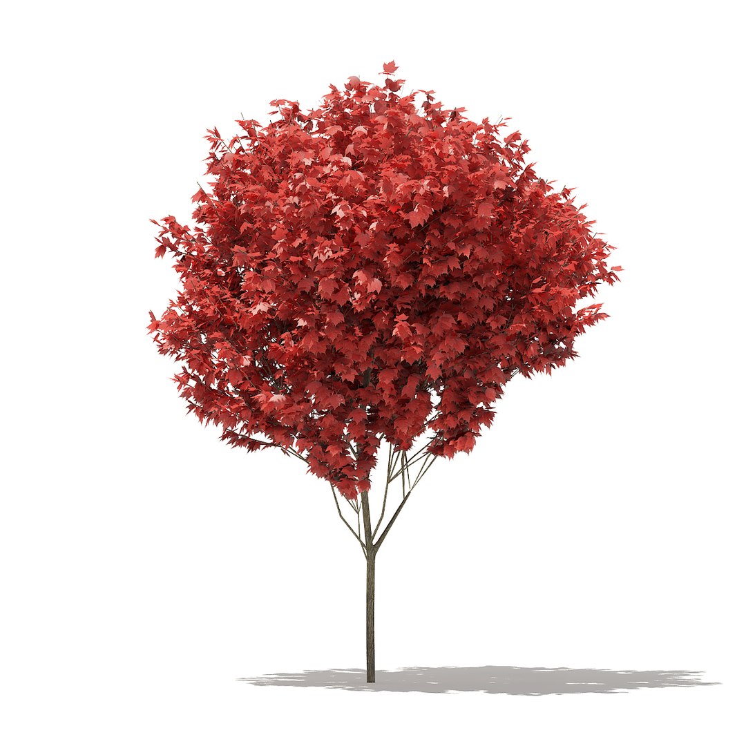 Red Maple Tree Acer 3D Model - TurboSquid 1176700