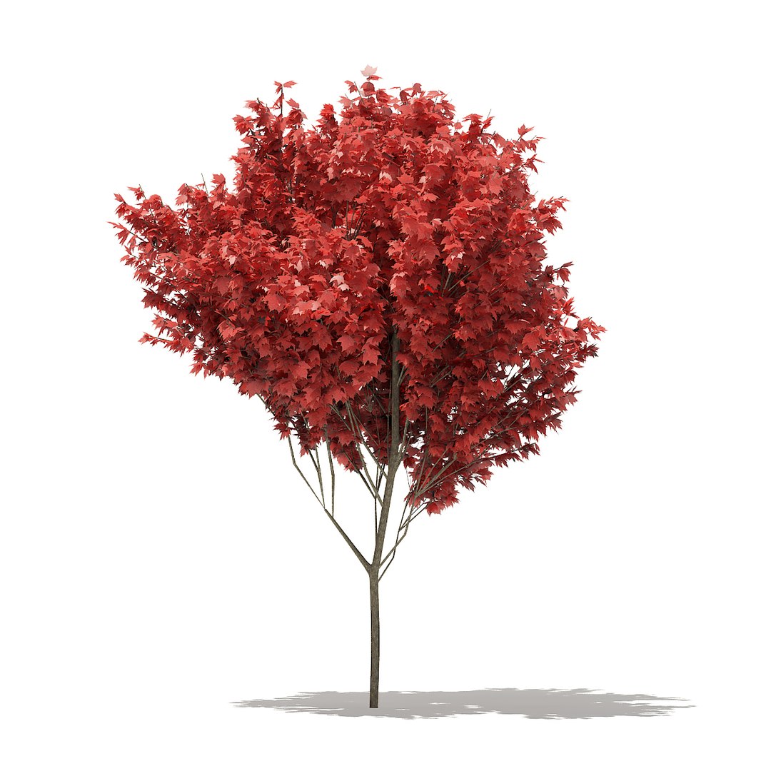 Red Maple Tree Acer 3D Model - TurboSquid 1176700